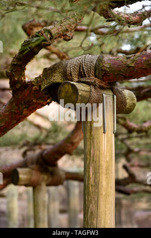 tree branch supports Japan Stock Photo - Alamy