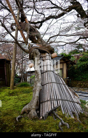 tree branch supports Japan Stock Photo - Alamy