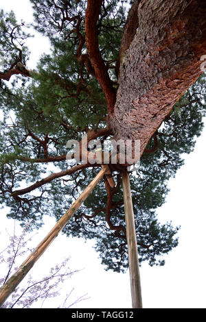 tree branch supports Japan Stock Photo - Alamy