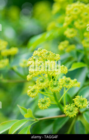 Trochodendron aralioides or wheel tree branches with fruits Stock Photo ...