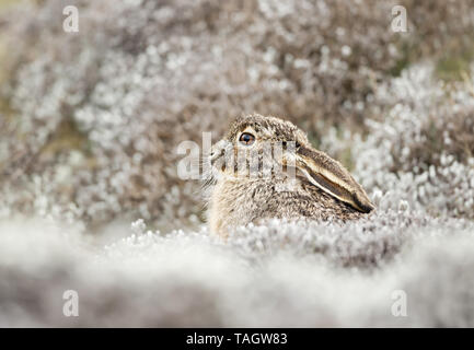 Ethiopian highland hare (Lepus starcki), Bale Mountains, Ethiopia Stock ...
