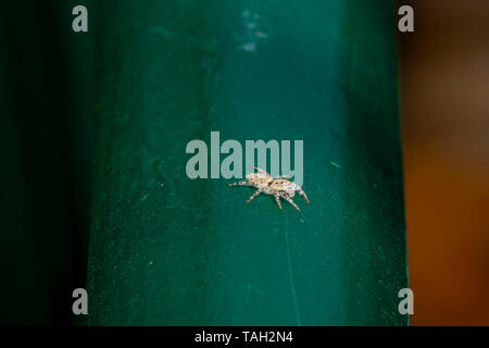 a beautiful jumping spider in northern Israel Stock Photo - Alamy