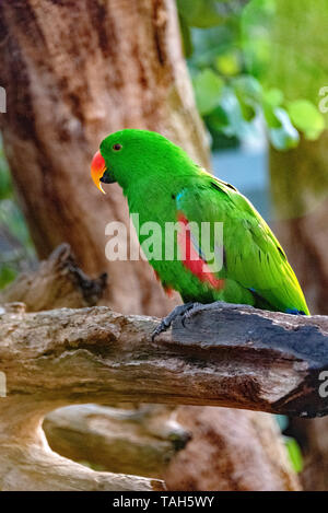 Male eclectus parrot with bright emerald green plumage Stock Photo - Alamy