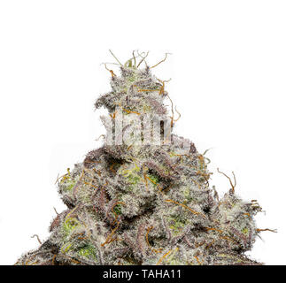 Plant in laboratory medical marijuana cannabis oil Stock Photo - Alamy