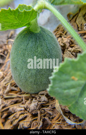 Watermelon in Agricultural circle greenhouse farm Stock Photo - Alamy