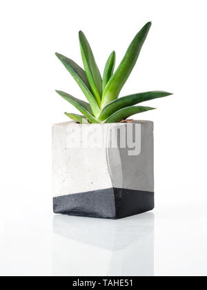 Plant in a concrete painted cubic pot Stock Photo - Alamy