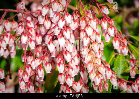 A Bunch Of Small White Bulbous Spring Flowers On Red Stems Among