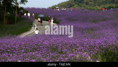Meishan, Meishan, China. 26th May, 2019. Meishan, CHINA-Verbena ...