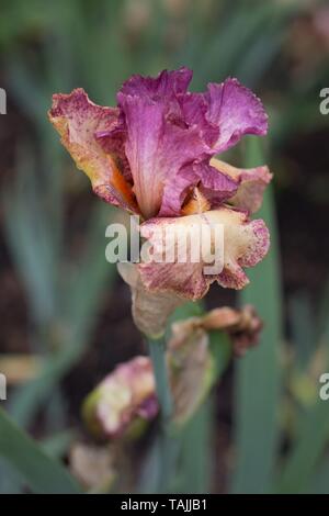 Rock garden at Oregon Gardens Oregon Stock Photo - Alamy