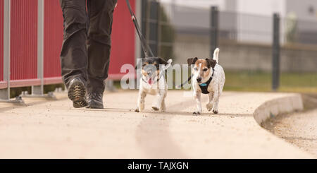 Dog handler walks with her little dogs on a road. Two cute obedient ...