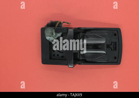 Common shrew mouse in the black plastic mouse trap on pink background ...