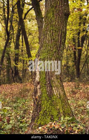Rugged old tree with very thick trunk staring to lose leaves for winter ...