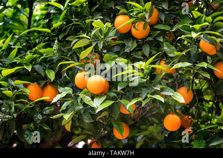 Bloomy orange garden in Valencia. Spain Stock Photo - Alamy