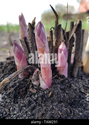 Garden bed with growing asparagus close-up. Mulching the soil with dry grass. Growing delicious ...