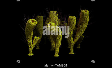 Pirania, sponge species from the Middle Cambrian Burgess Shale ...