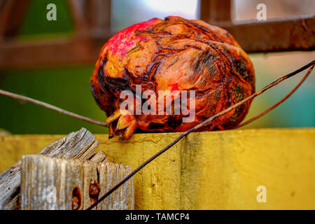over ripe and rotting pomegranate on a tree Stock Photo - Alamy