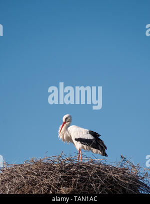 Bird perching on column against building Stock Photo - Alamy