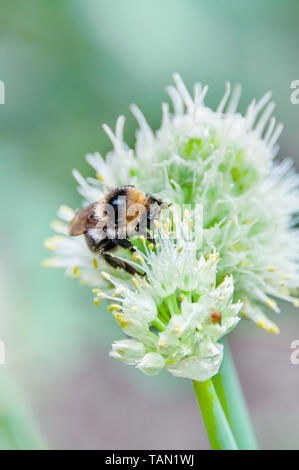 a bee sits on an onion flower, in summer Stock Photo - Alamy