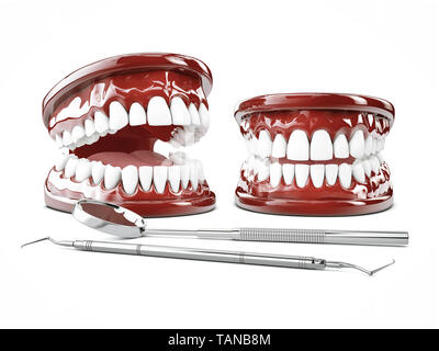 Healthy jaw, gums, palate and teeth of a six month old female Somali ...