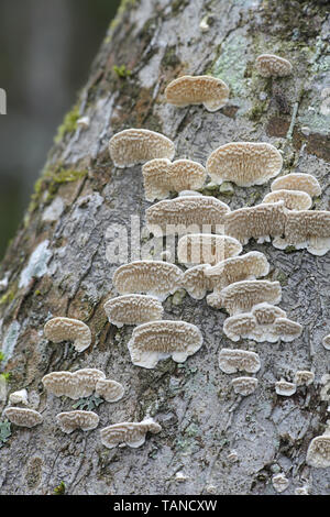 Milk-white Toothed Polypore (Irpex lacteus) growing on a hardwood tree ...