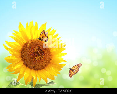 Bright yellow sunflower and two butterflies monarch (Danaus plexippus ...