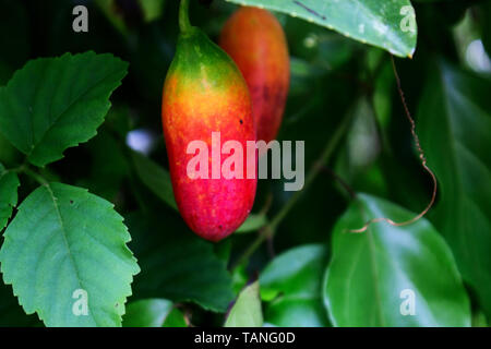 Wild cucumber hanging from tree in Zimbabwe Stock Photo - Alamy