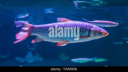 Minnow (Apollo shark) fish from nature - scientific name is "Luciosoma ...