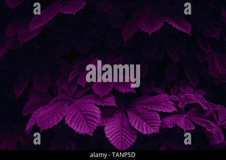 Magenta colored abstract nature scene. Hornbeam leaves in a dark forest ...
