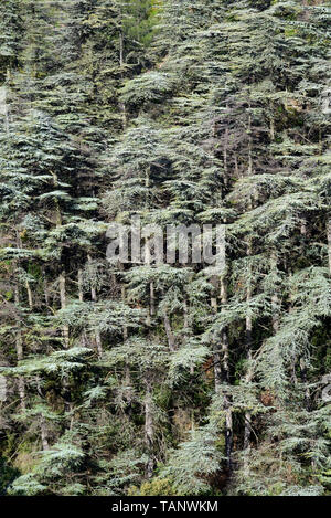 Atlas Cedar (Cedrus atlantica) forest in the Atlas Mountains, Morocco ...