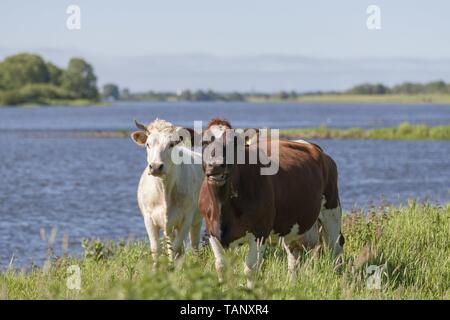 Domestic Cattle, Simmental Cattle. Eye of a cow close-up, with long ...