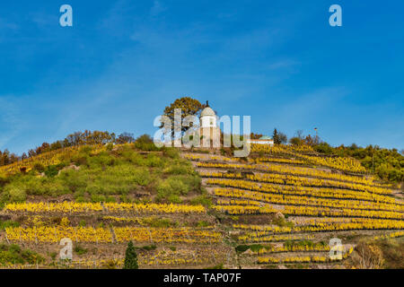 Radebeul Vineyards in Autumn, Elbe Valley, Saxony, Germany , with the ...