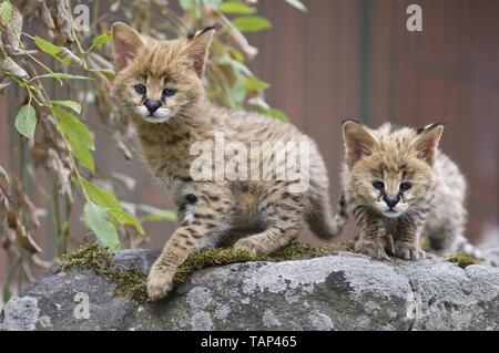 Two servals, Leptailurus serval, stand in the water of an artificial ...
