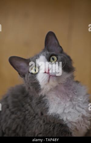 Portrait of two colored Devon Rex cats looking to the side. High ...