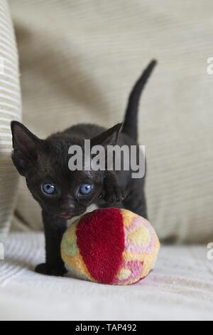 Devon Rex Kitten Kitty Playing With Feather Toy. Short-haired Cat Of ...