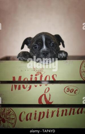 Shorty Bull Puppy Stock Photo - Alamy