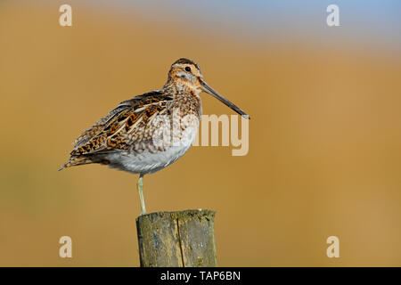 Common Snipe on a post, Gallinago gallinago, Iceland Stock Photo - Alamy