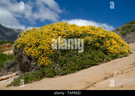 Spiny burnet, Sarcopoterium spinosum in fruit. A garrigue plant ...