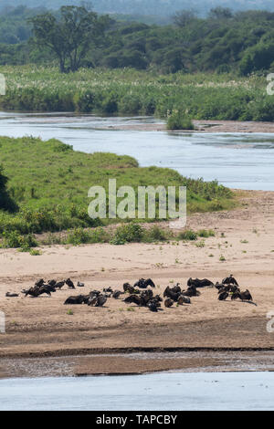 White-Backed Vultures bathing in the Black Umfolozi River, iMfolozi ...
