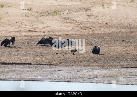Black vultures bathing in a river - Brazil Pantanal Stock Photo - Alamy