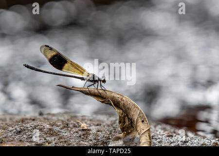 Portrait of damselfly - Black-banded Gossamerwing (Euphaea decorata ...