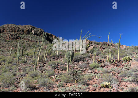 Boojum tree Fouquieria columnaris, just outside Bahia de los Angeles ...