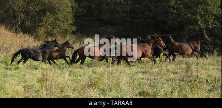 Batch of kabardin horses running together in autumn Stock Photo - Alamy