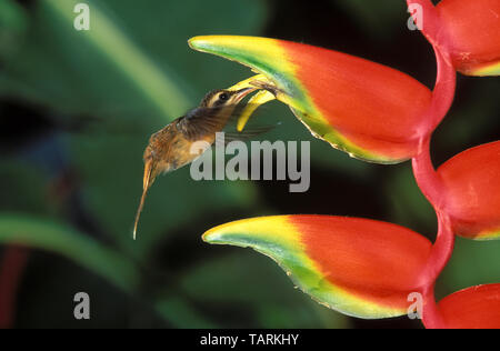 Little Hermit Hummingbird feeding on a Heliconia Stock Photo - Alamy