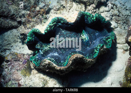 Giant Clam Tridacna sp Great Barrier Reef Coral Sea Australia Stock ...