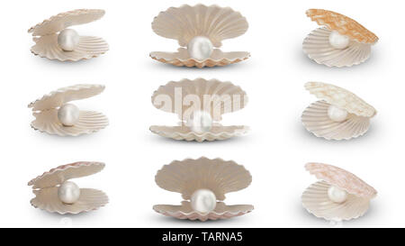 Set with beautiful pearls and oyster shells on white background. Banner ...
