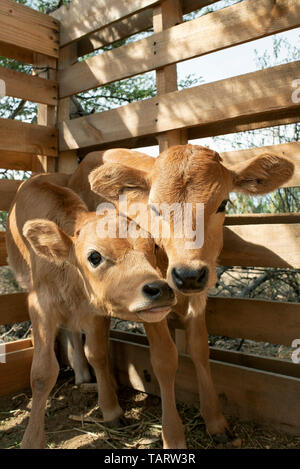 Brahman cow and calves Stock Photo - Alamy