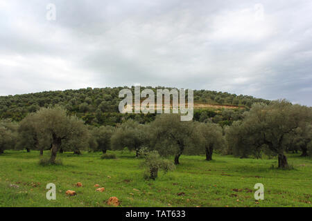 Beautiful olive trees and fields, mountaints in the area of Safita ...