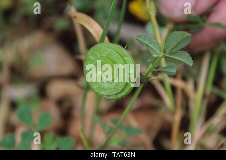 Black medic flowering Stock Photo - Alamy