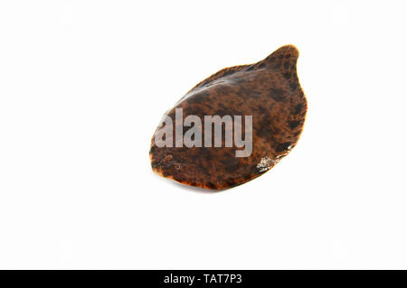 The saltwater sole a delicious flatfish Stock Photo - Alamy