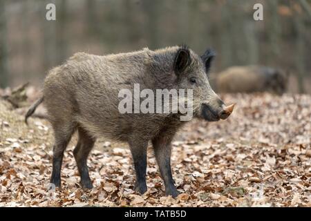 Side view, Profile, Wild boar, mouth open, isolated on white Stock ...